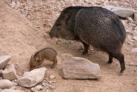 姬豬:姬豬（學名：Porcula salvania）是一種在印度次大陸生 -百科知識中文網