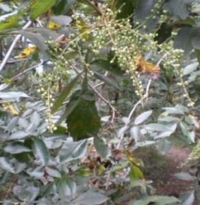 雙花狗牙根:雙花狗牙根，禾本科（Gramineae）狗牙根屬（Cynod -百科知識中文網