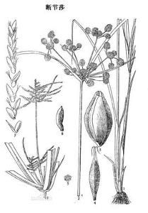 斷節莎:斷節莎，根狀莖短縮，具許多較硬的鬚根。稈粗壯，高30-120厘米 -百科知識中文網